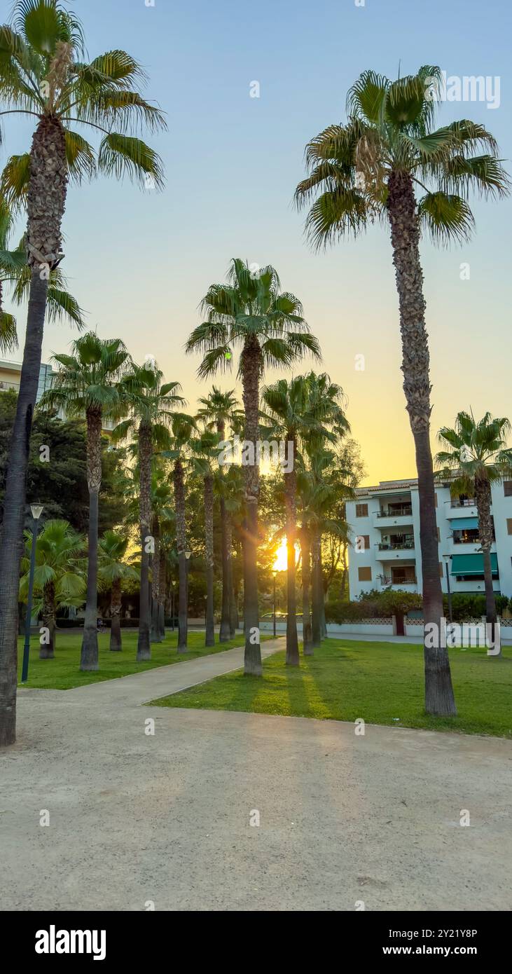 Palm trees in a park with a sunset sky and apartment buildings in the ...