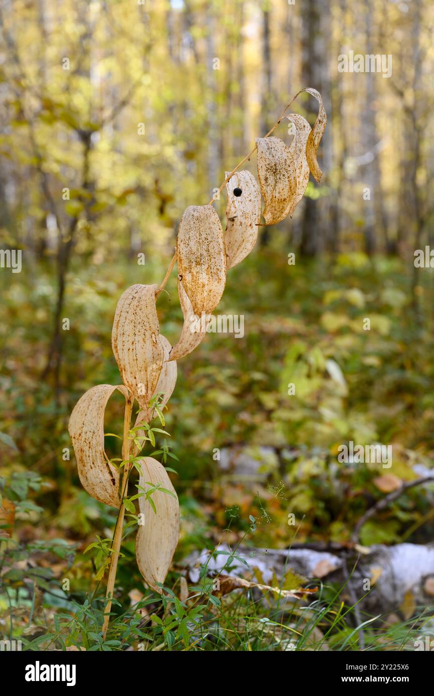 The stem of a withering shrub with a berry in the autumn forest Stock ...
