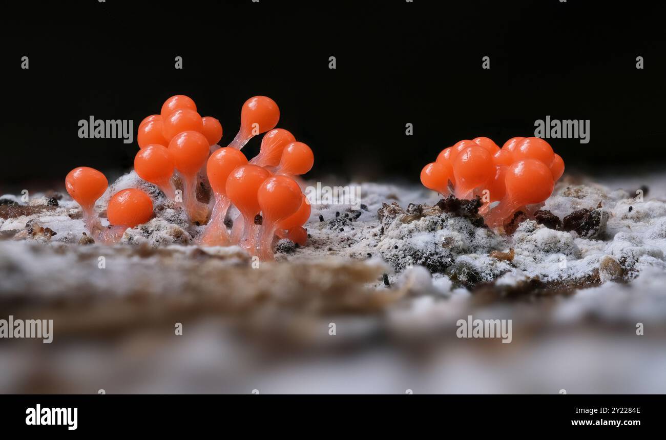 Macro close up image of tiny Salmon eggs fungus slime mold myxomycetes ...