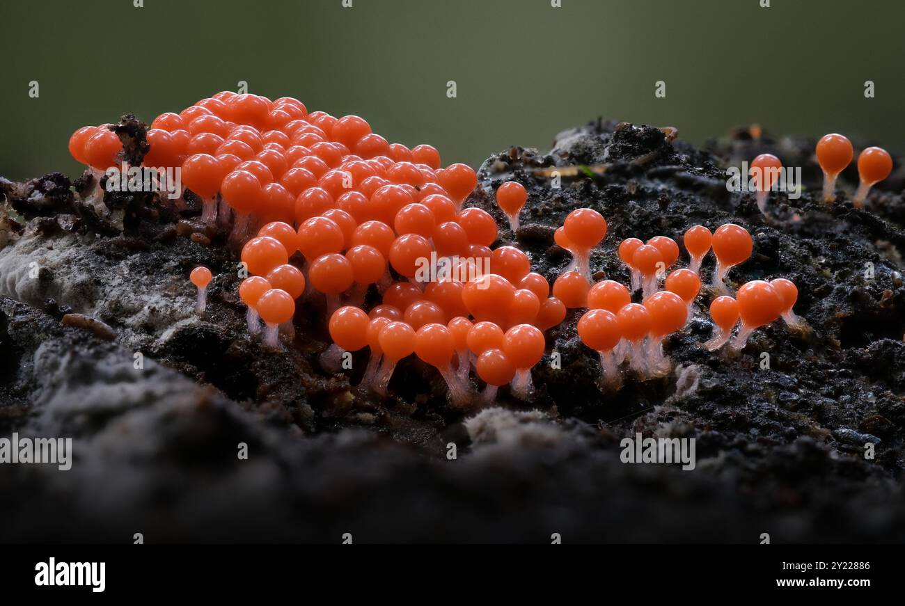 Macro close up image of tiny Salmon eggs fungus slime mold myxomycetes ...