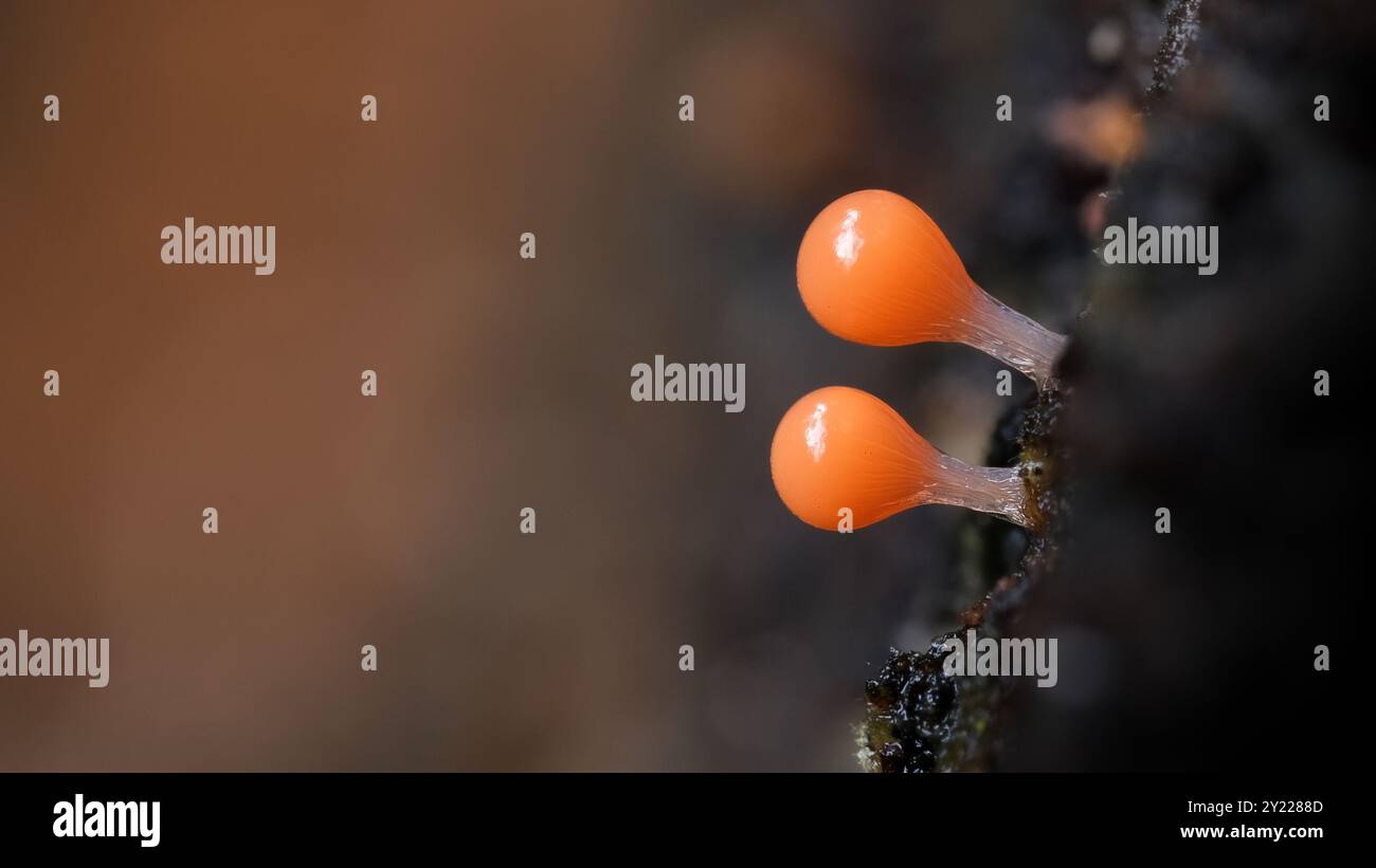 Macro close up image of tiny Salmon eggs fungus slime mold myxomycetes ...