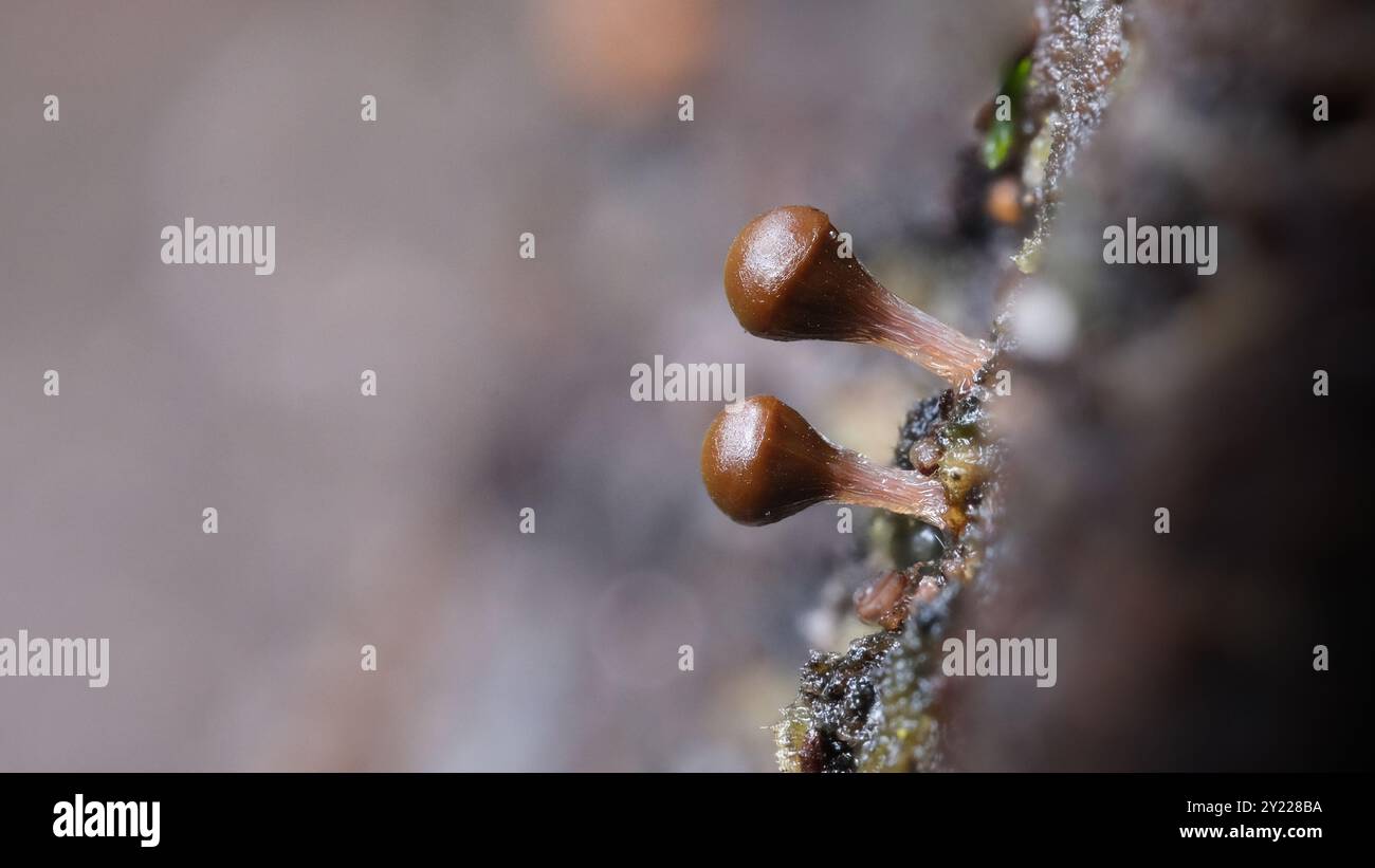 Macro close up image of Salmon eggs fungus slime mold myxomycetes ...