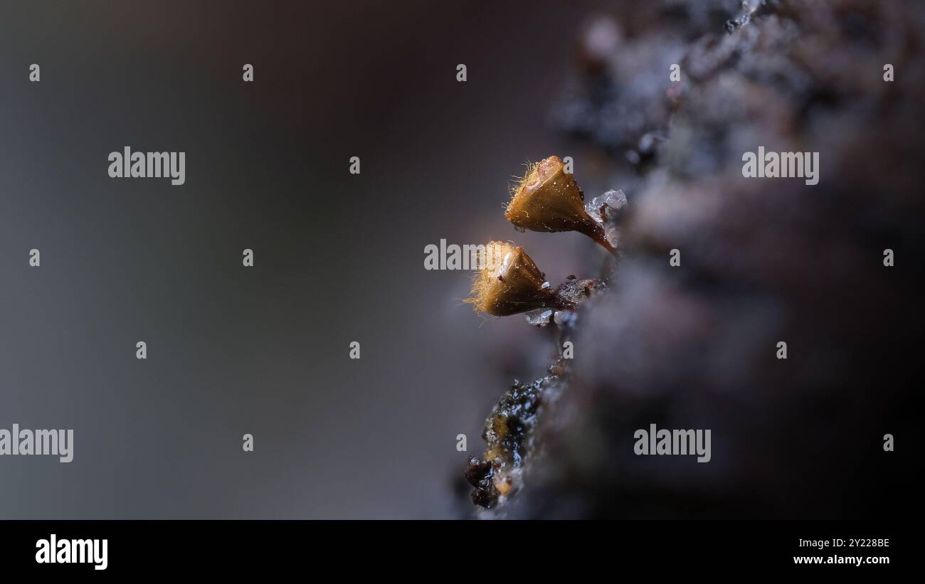 Macro close up image of Salmon eggs fungus slime mold myxomycetes ...