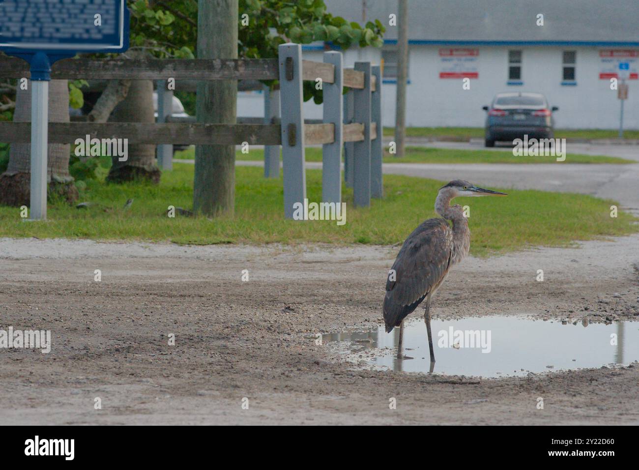 Heron like bird hi-res stock photography and images - Alamy