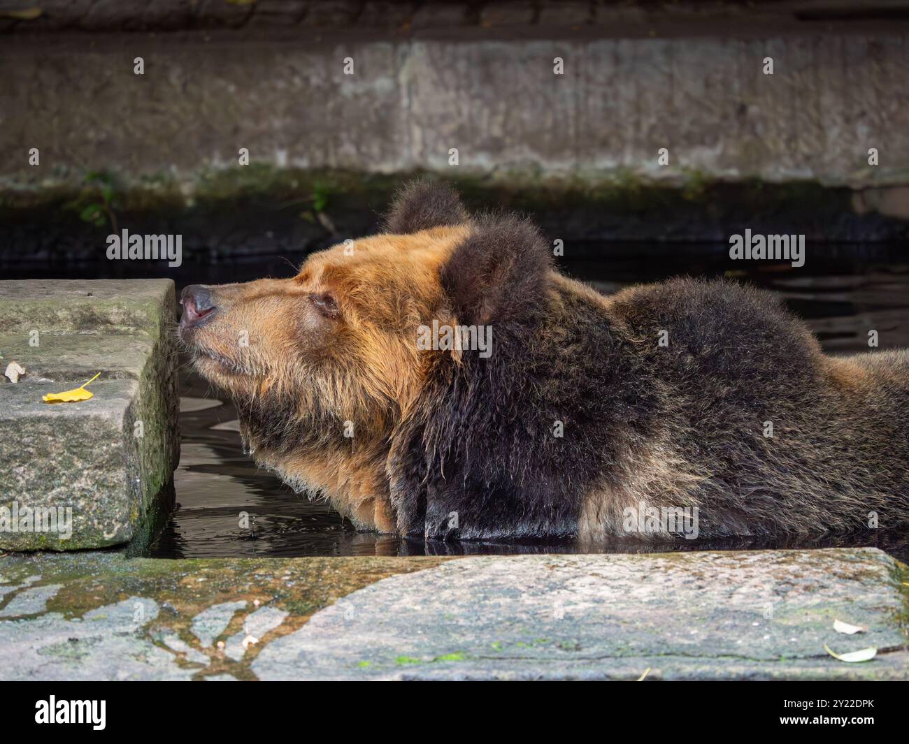 Tibetan Bear, a rare species is enjoying water during the heat wave in ...