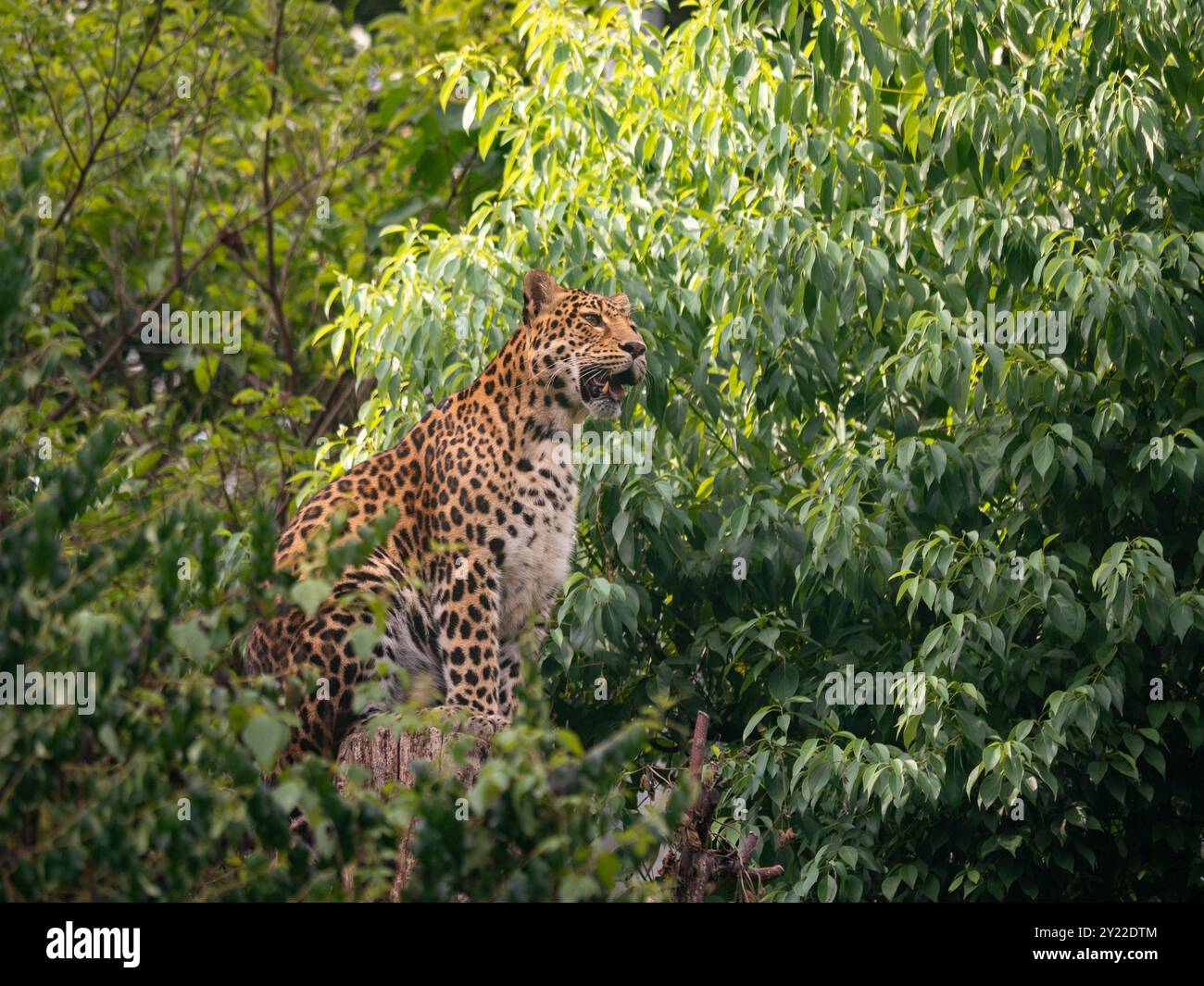 Close-up of North Chinese Leopard (Panthera pardus japonensis) sitting ...