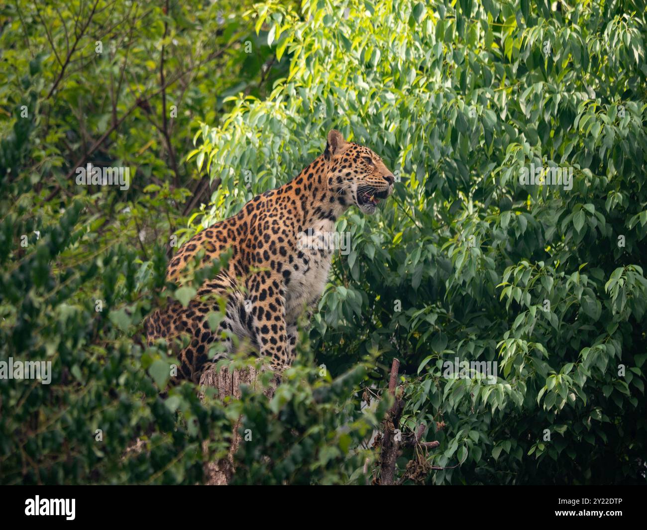 Close-up of North Chinese Leopard (Panthera pardus japonensis) sitting ...