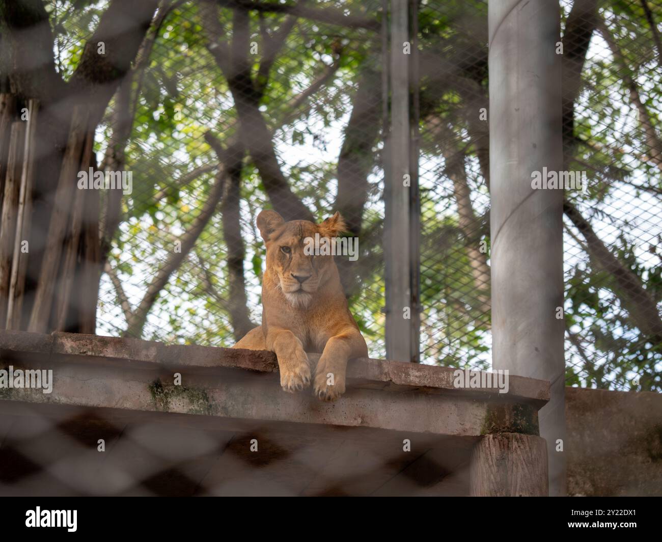 A female lion taking a rest in the zoo of Chongqing, China, looking ...