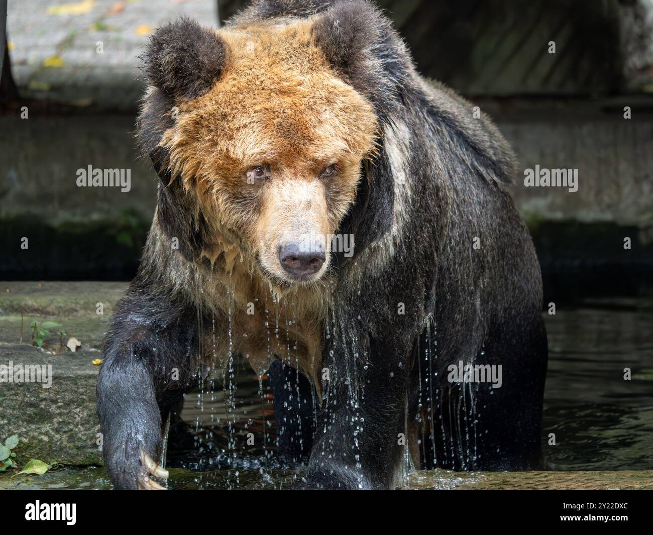 Tibetan Bear, a rare species is enjoying water during the heat wave in ...