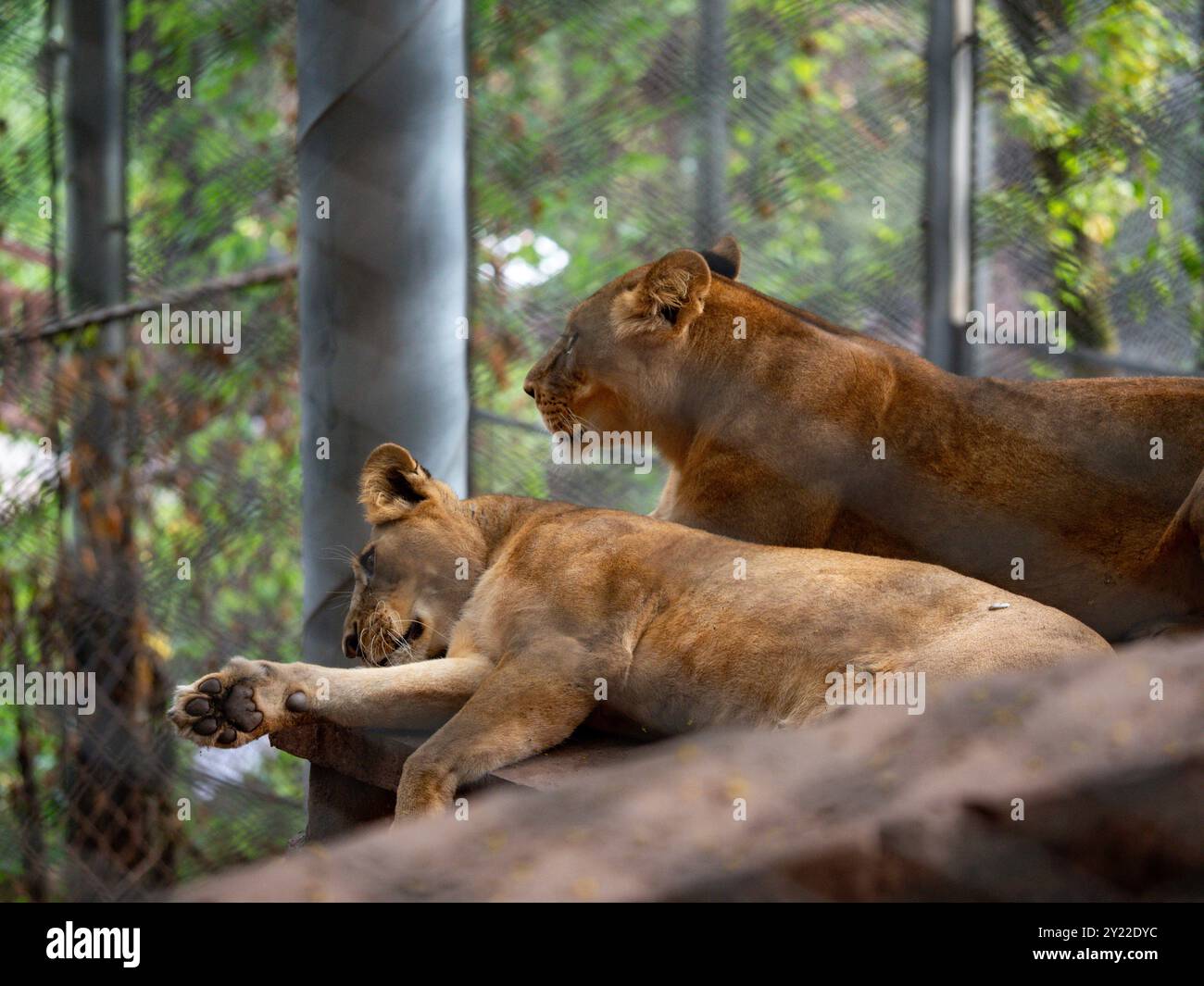 two lions taking a rest in the zoo of Chongqing, China Stock Photo - Alamy