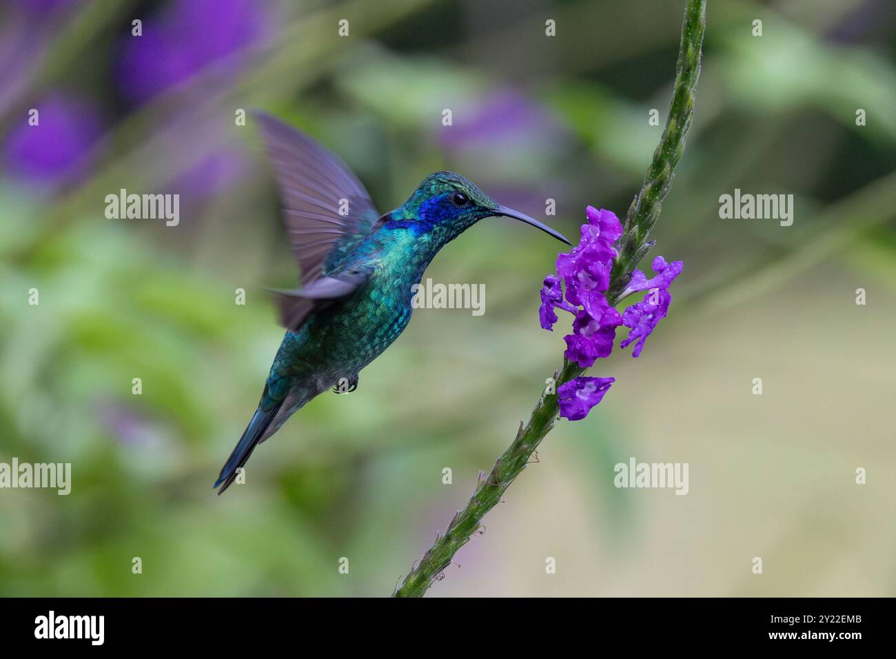 Lesser hummingbird hi-res stock photography and images - Alamy