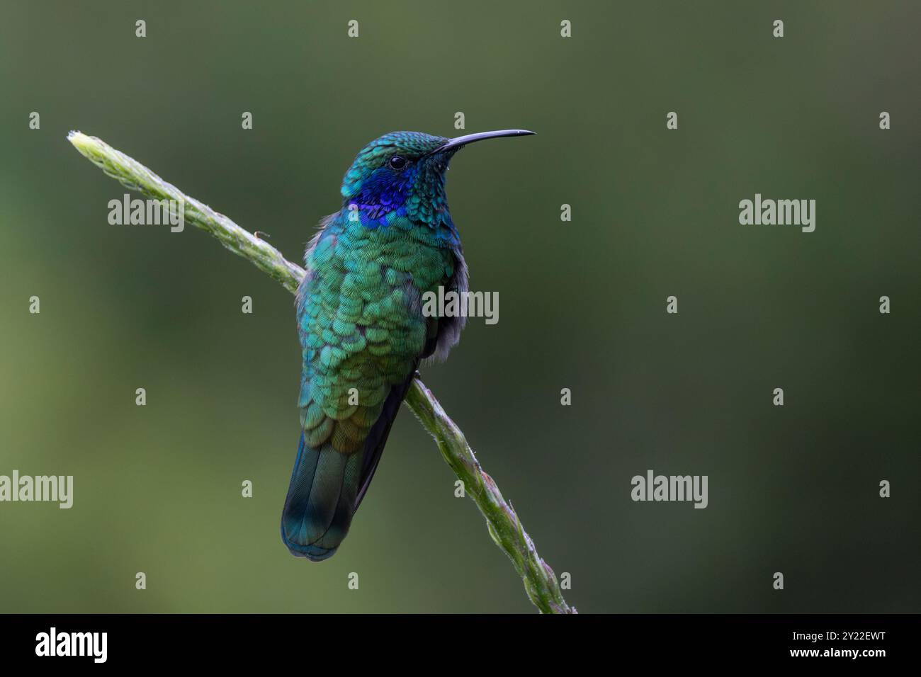 Lesser Violetear, Colibri cyanotus Stock Photo - Alamy