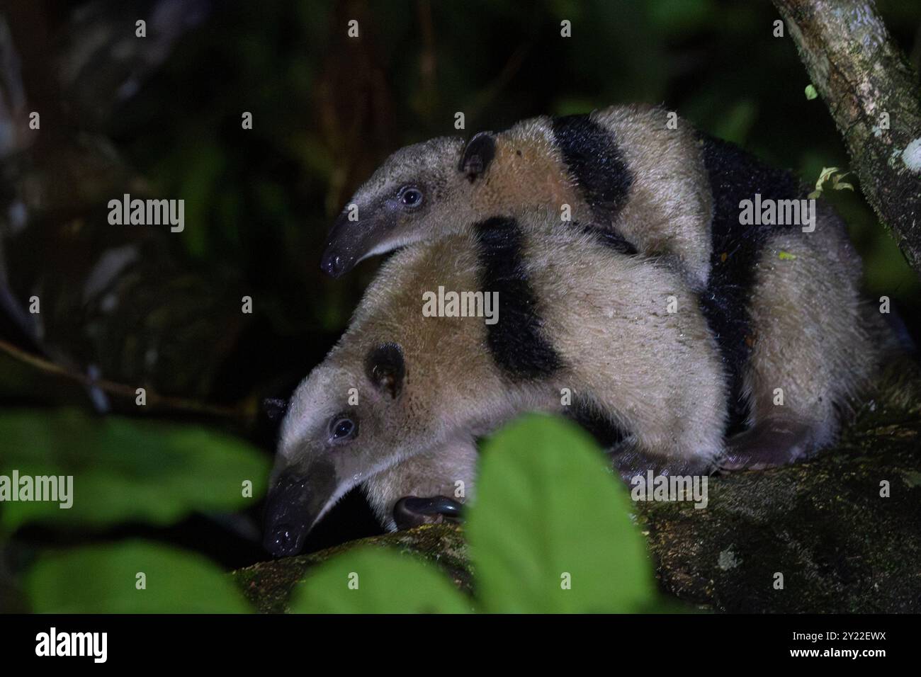 Northern Tamandua, Tamandua mexicana Stock Photo - Alamy