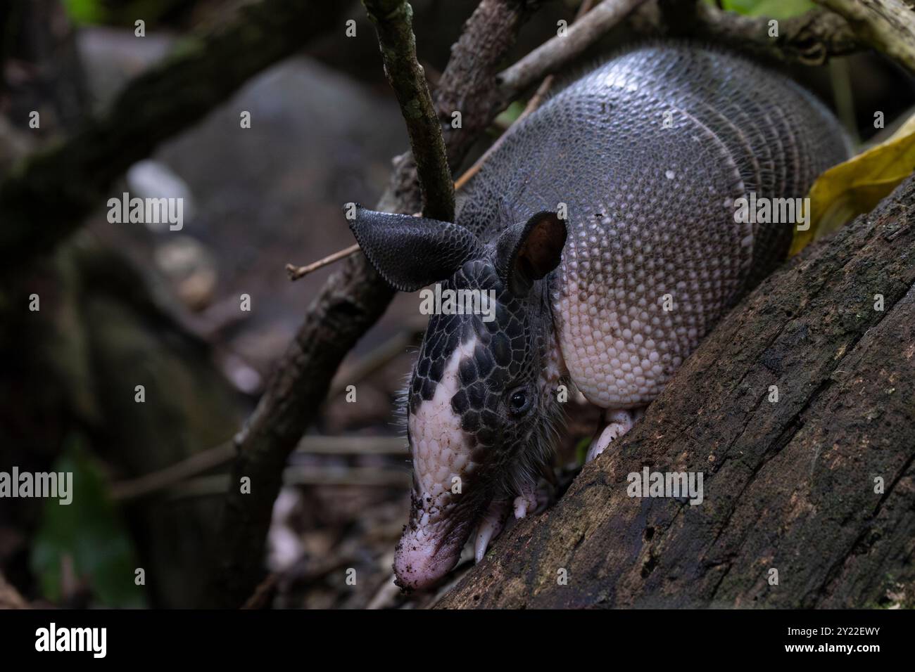 Nine-Banded Armadillo, Dasypus novemcincyus Stock Photo - Alamy