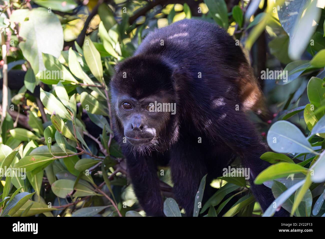 Howler Monkey, Alouatta palliata Stock Photo - Alamy