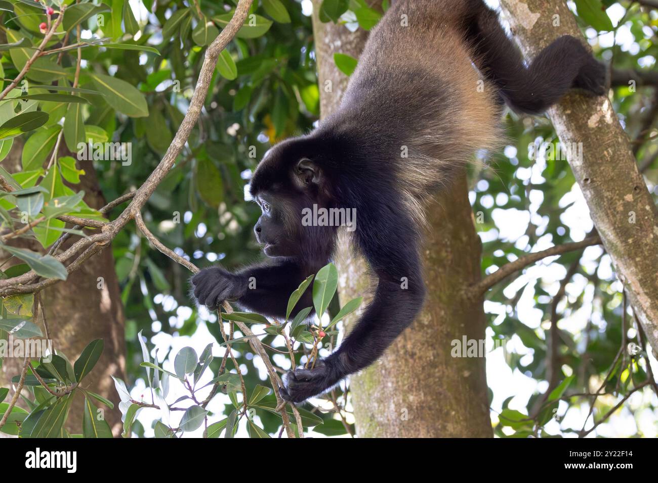 Howler Monkey, Alouatta palliata Stock Photo - Alamy