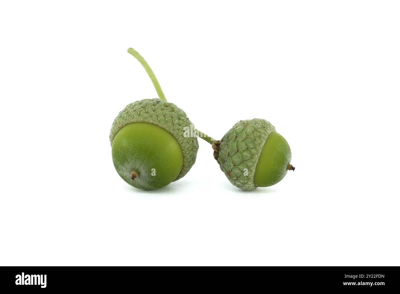 Green acorns displayed together on a white backdrop highlight natural ...