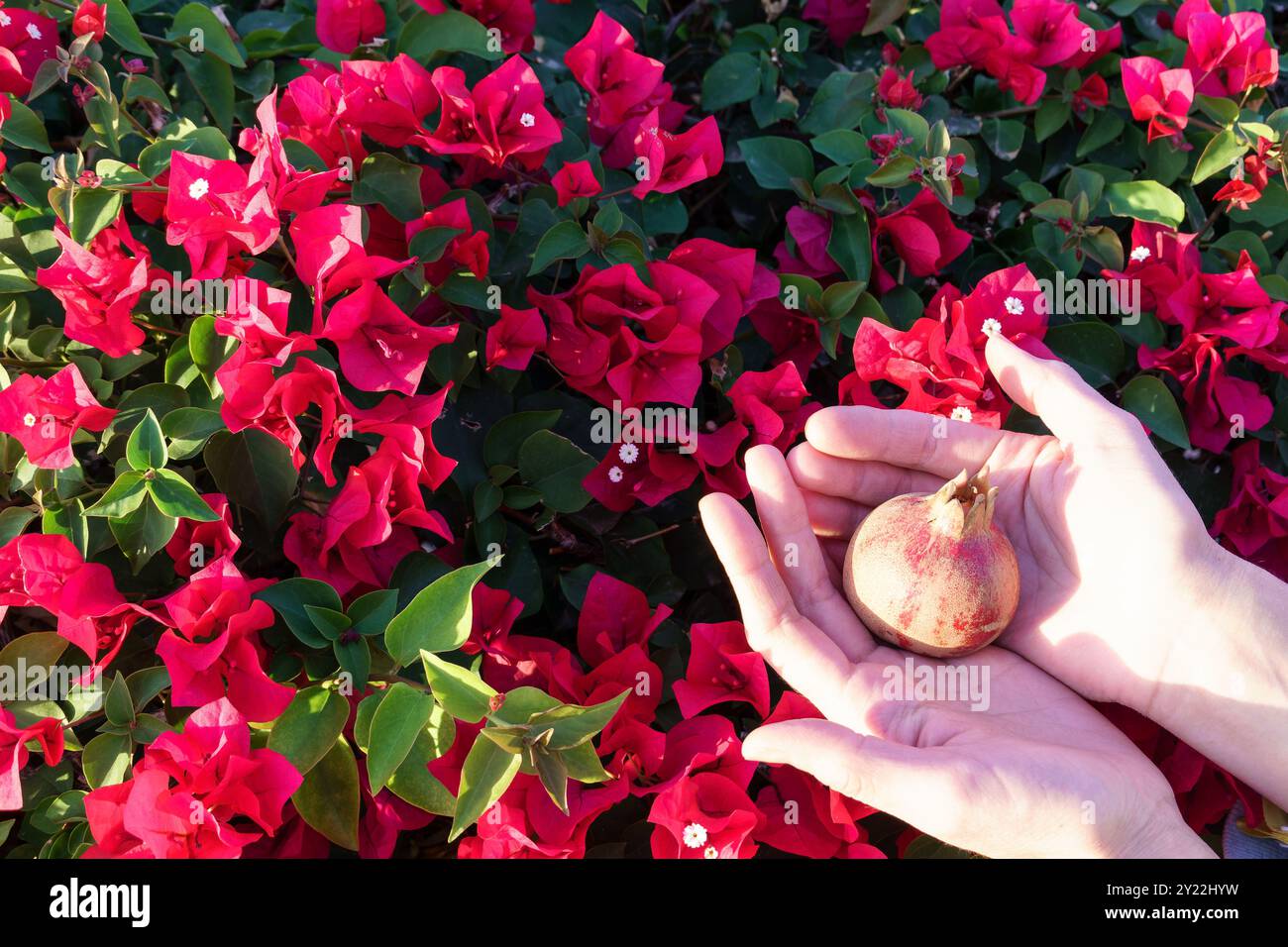 Woman's hands picking up fruit from tree. Orchard with big red ...