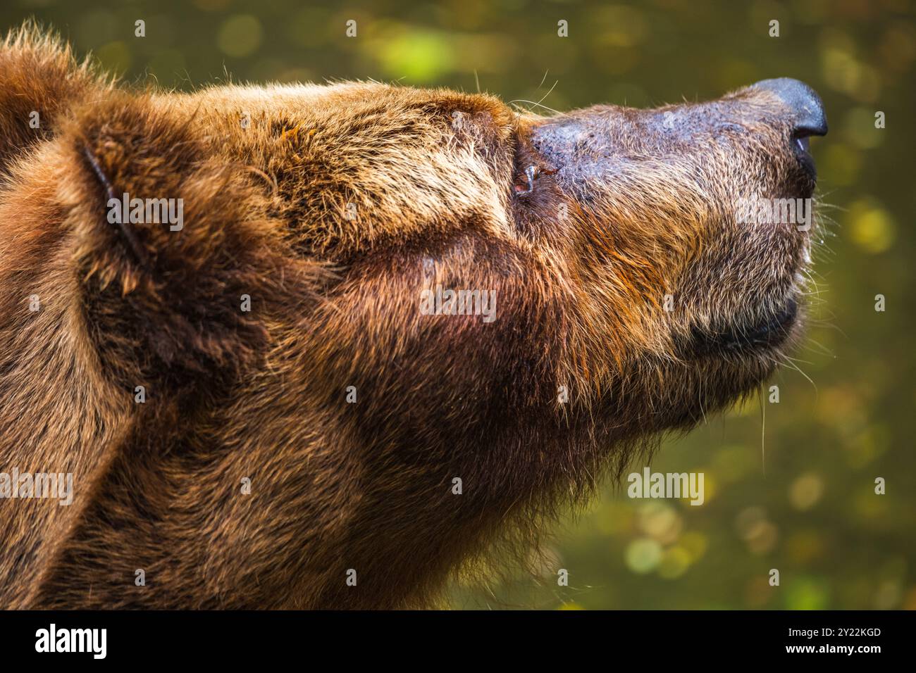 Brown Bear face close up, fur wet and matted, with a sad expression ...
