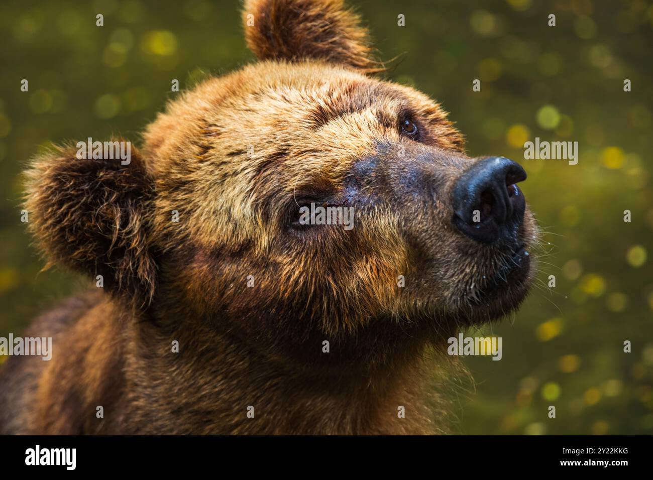 Brown Bear face close up, fur wet and matted, with a sad expression ...