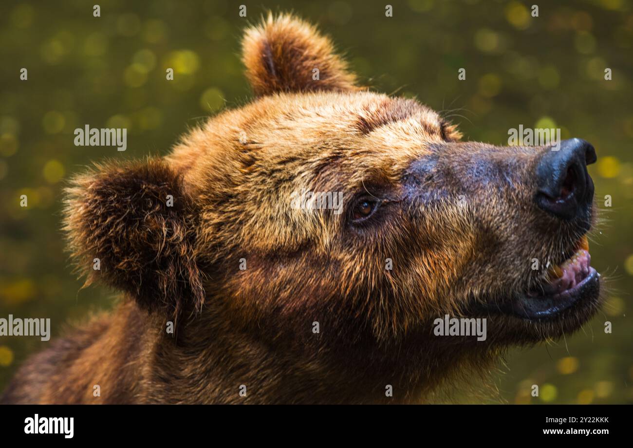 Brown Bear face close up, fur wet and matted, with a sad expression ...