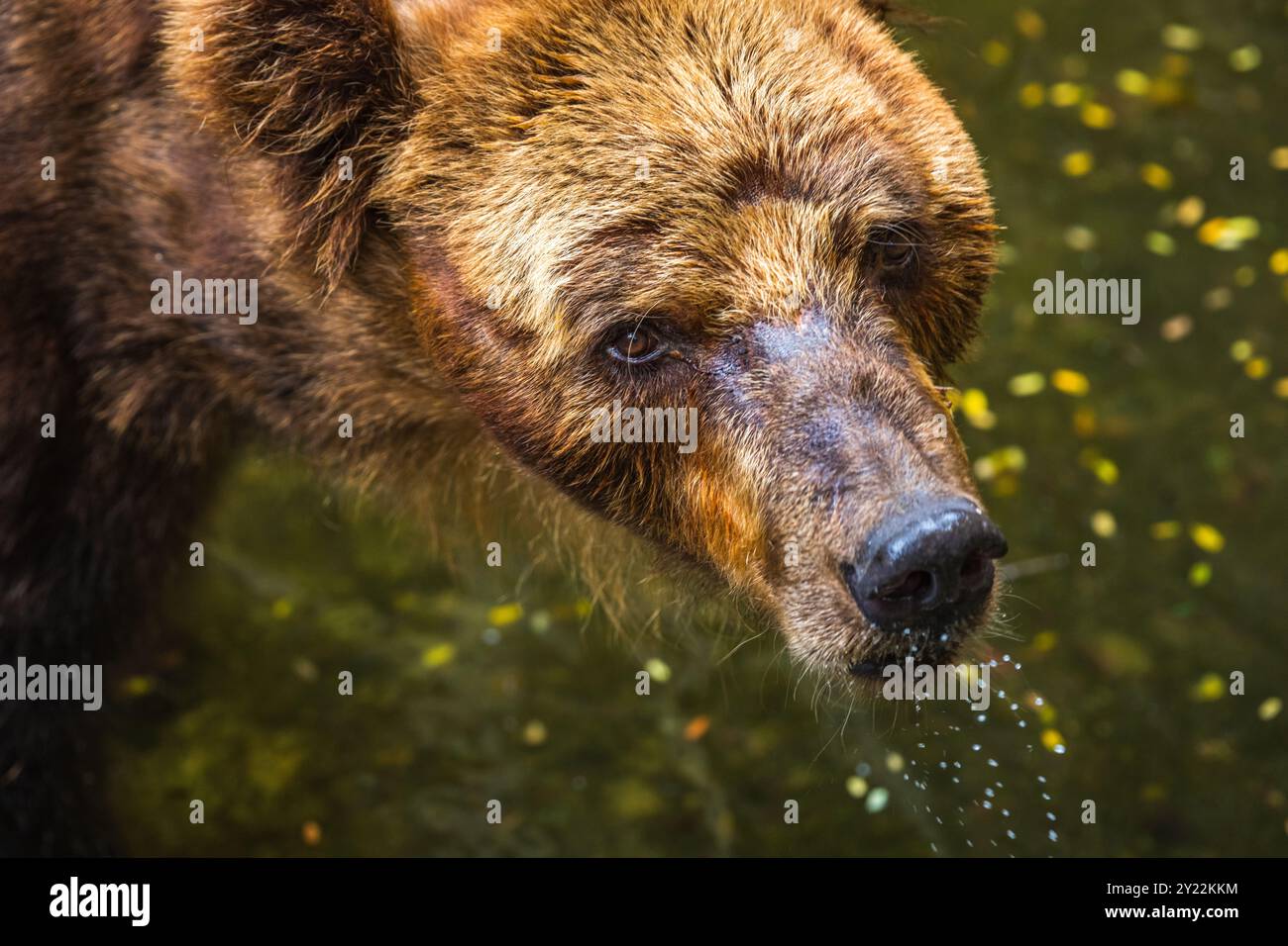 Brown Bear face close up, fur wet and matted at Dehiwala Zoo, Sri Lanka ...