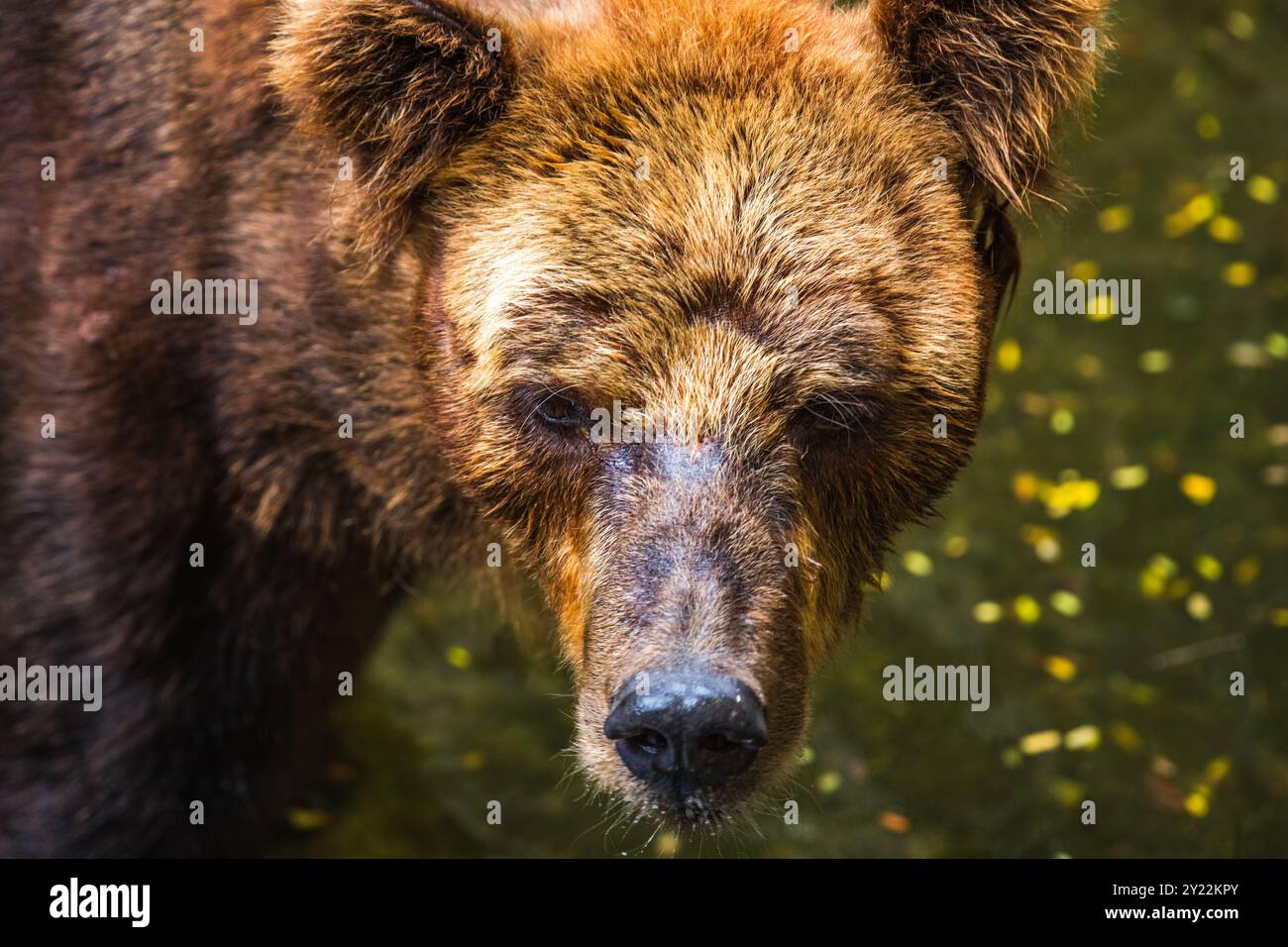 Brown Bear face close up, fur wet and matted at Dehiwala Zoo, Sri Lanka ...