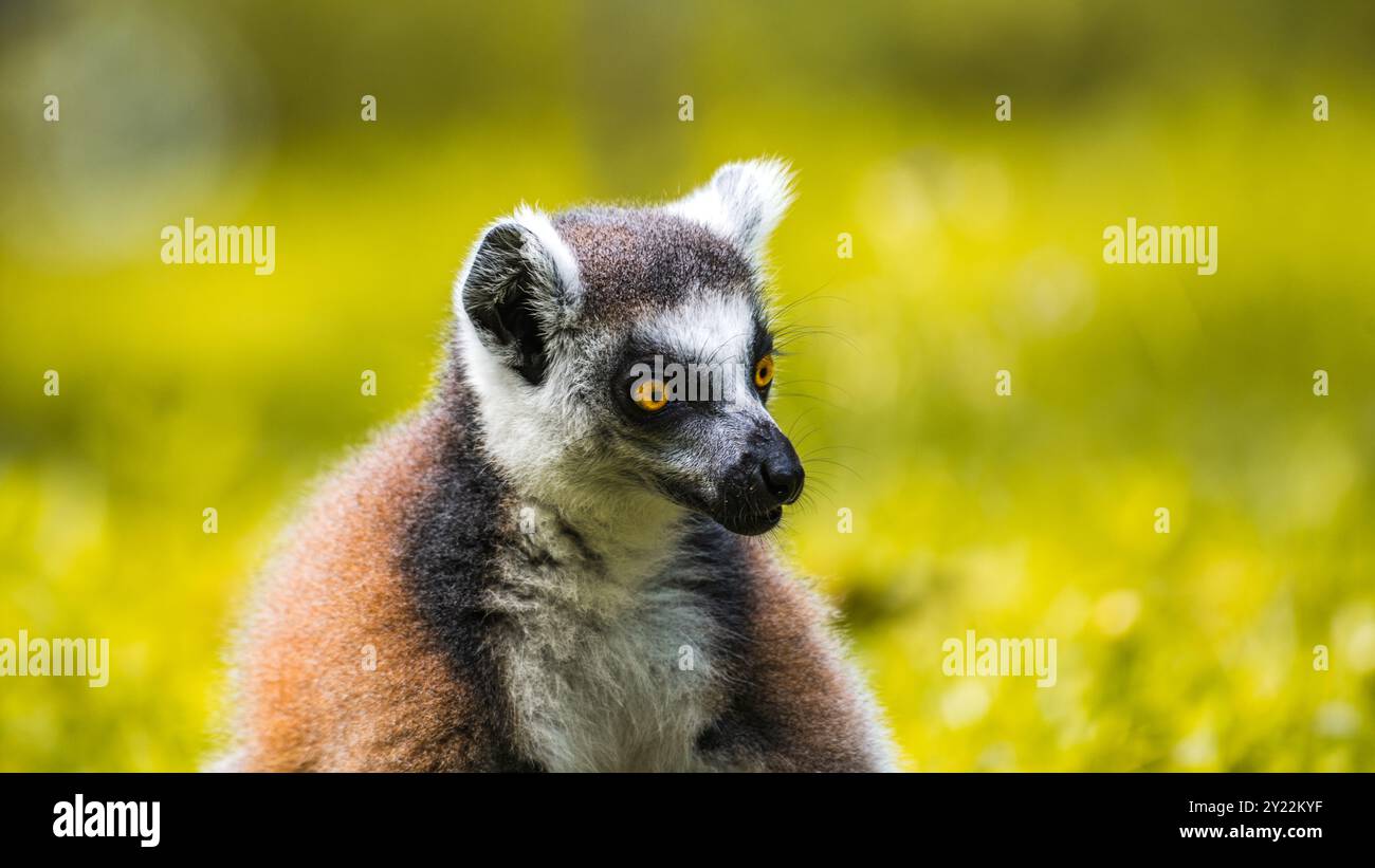 Ring-tailed Lemur close-up portrait. striking yellow eyes, dark facial ...