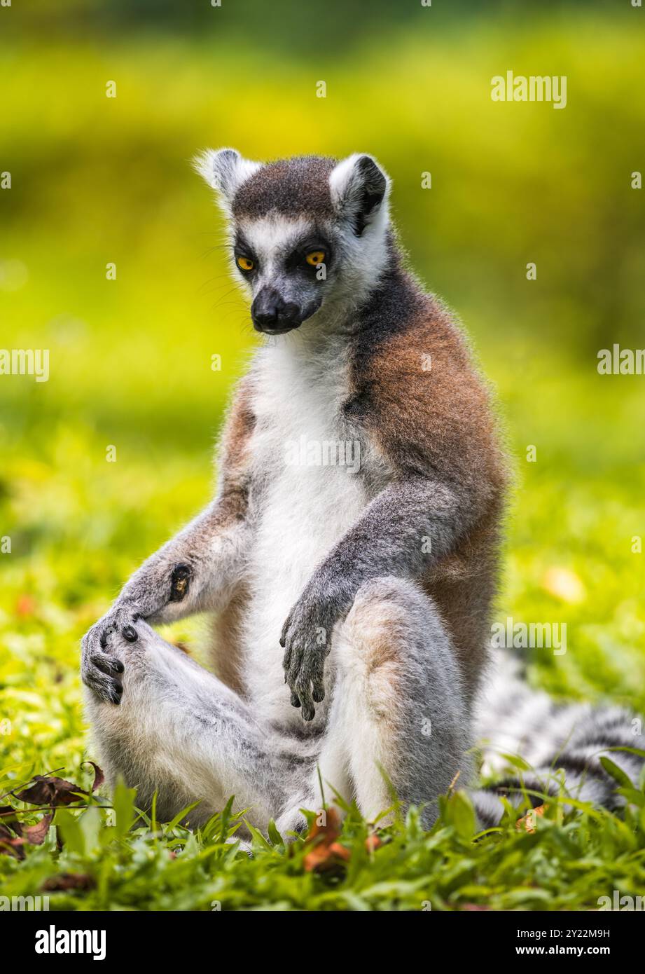 Ring-tailed lemur sitting on lush green grass portrait photograph ...