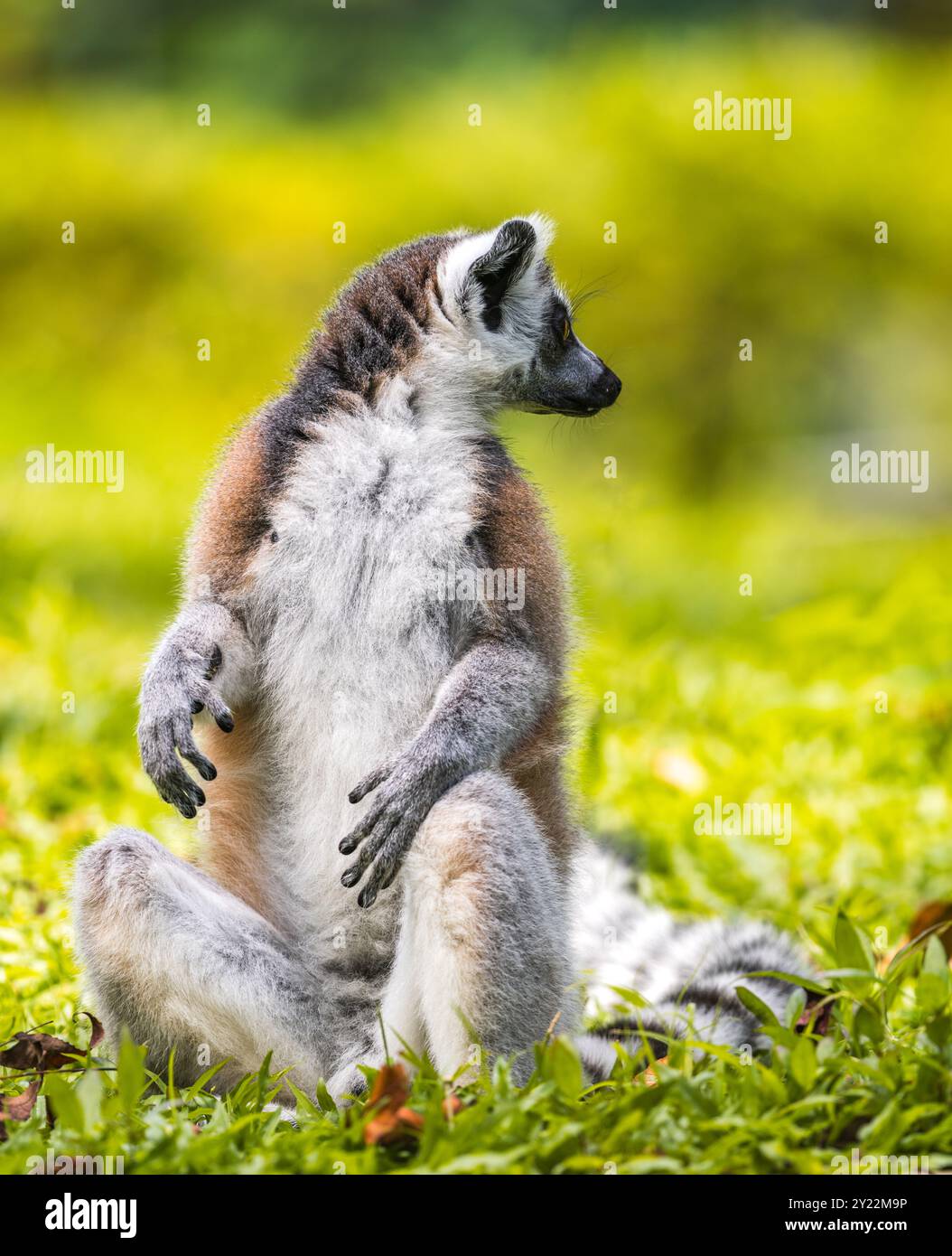 Ring-tailed lemur sitting on lush green grass portrait photograph ...