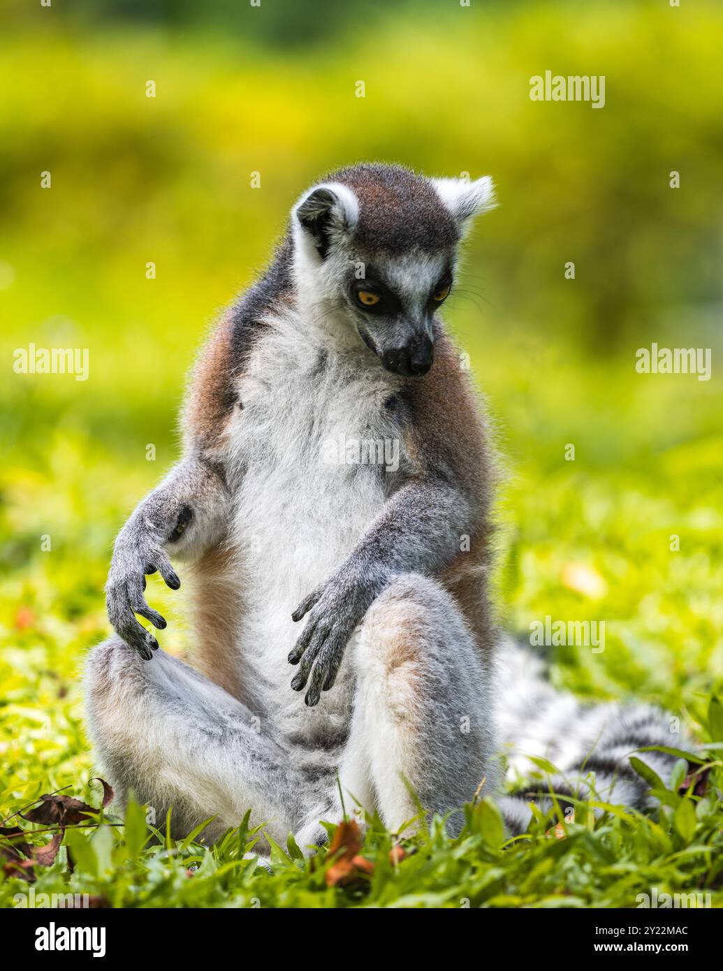 Ring-tailed lemur sitting on lush green grass portrait photograph ...