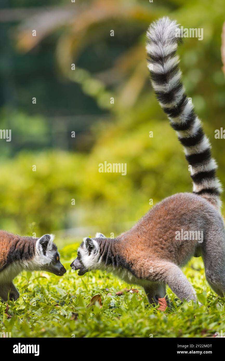 Two ring-tailed lemurs face off in an intense, playful stance on lush ...