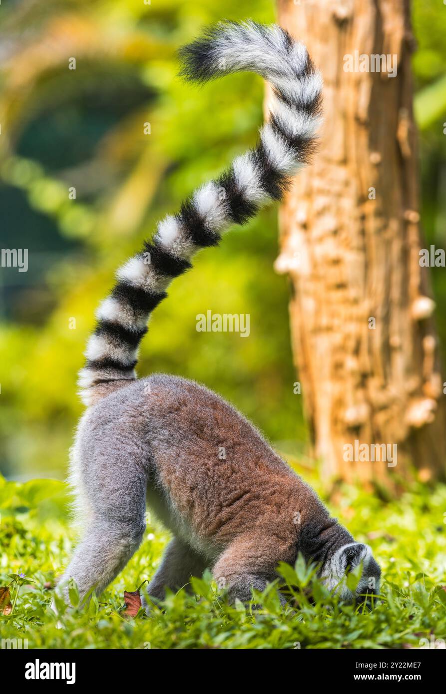 Ring-tailed lemur as it forages on the ground in a lush green grass ...
