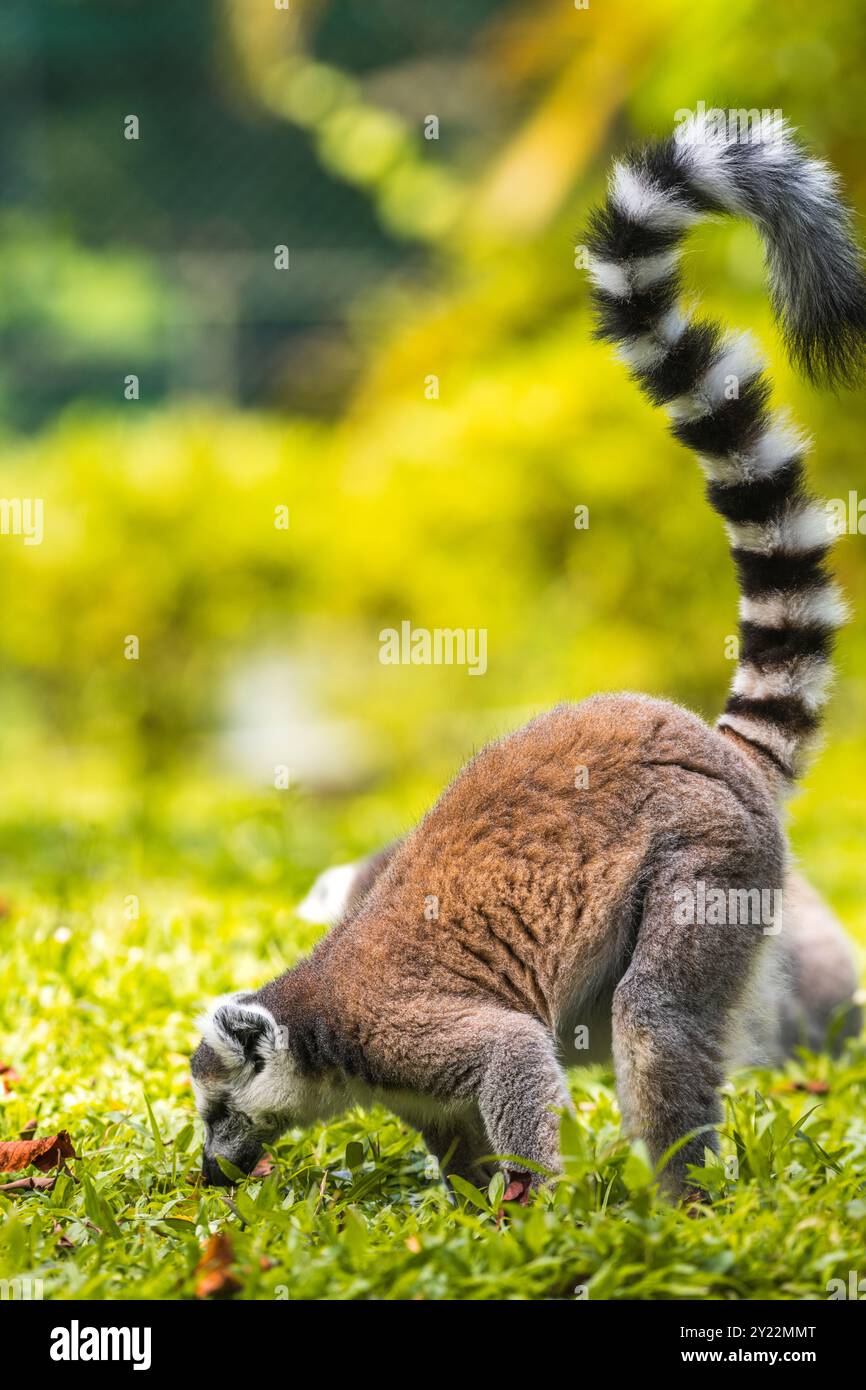 Ring-tailed lemur as it forages on the ground in a lush green grass ...
