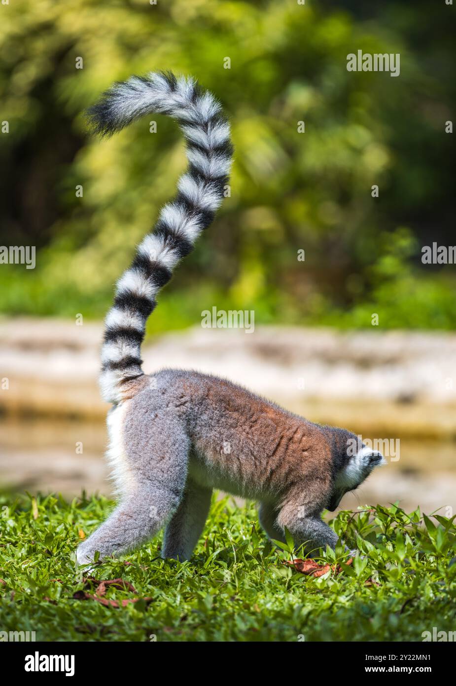 Ring-tailed Lemur with its tailed-up foraging on the ground side view ...