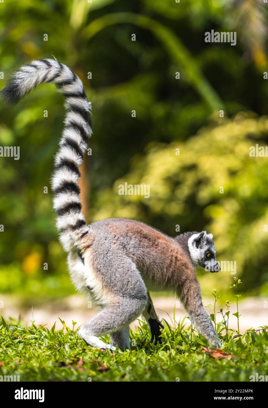 Ring-tailed Lemur with its tailed-up foraging on the ground side view ...