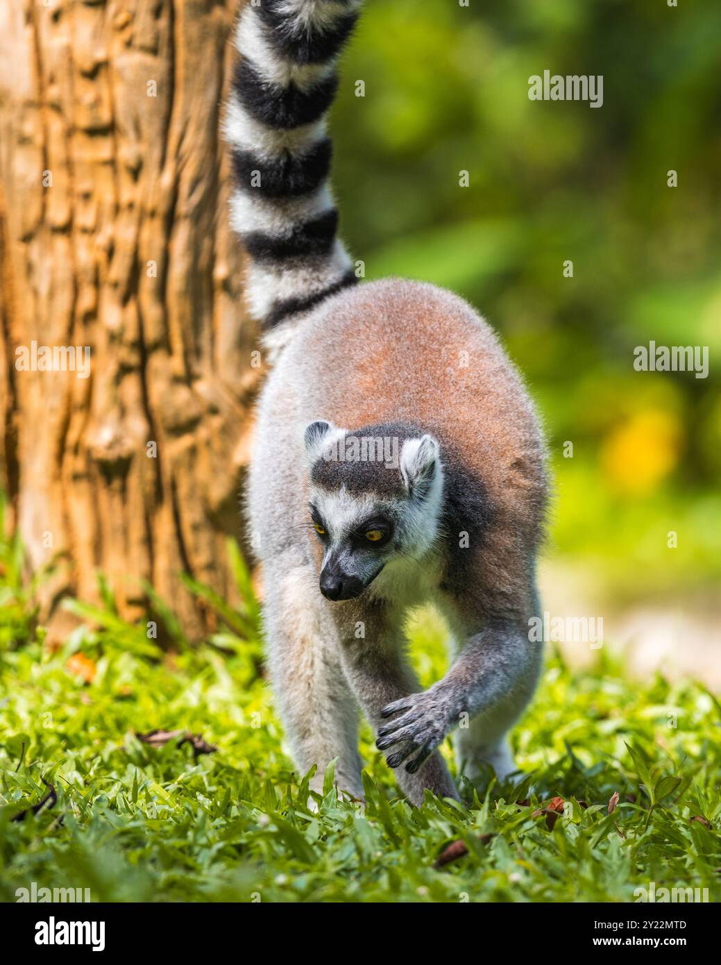 Ring-tailed Lemur with its tailed-up foraging on the ground front view ...