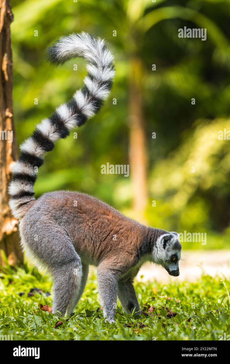 Ring-tailed Lemur with its tailed-up foraging on the ground side view ...