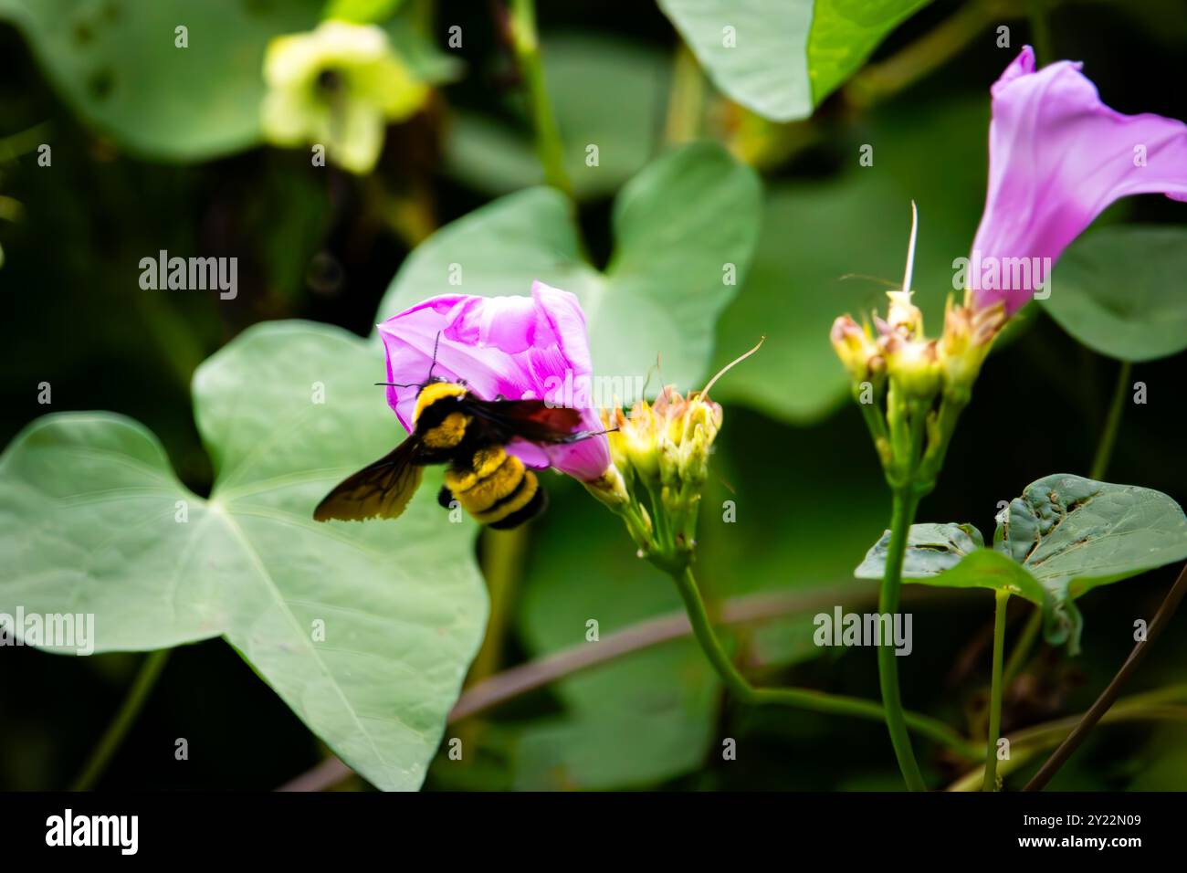 A bumblebee interacting with a light pink morning glory flower, nestled ...