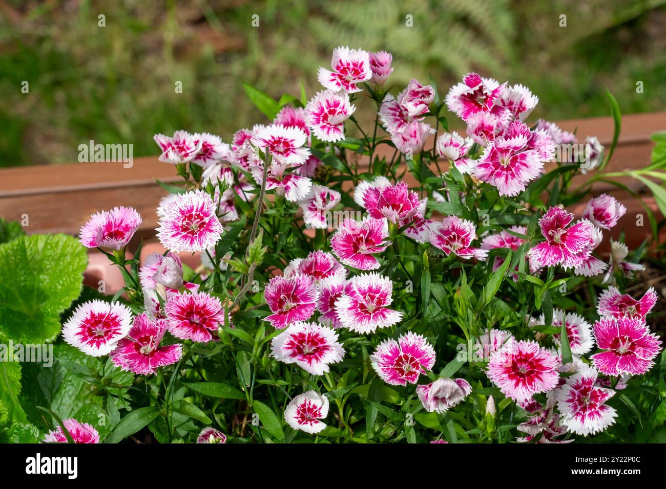 Issaquah, Washington, USA. Dianthus 'Floral Lace Picotee' flowers in ...