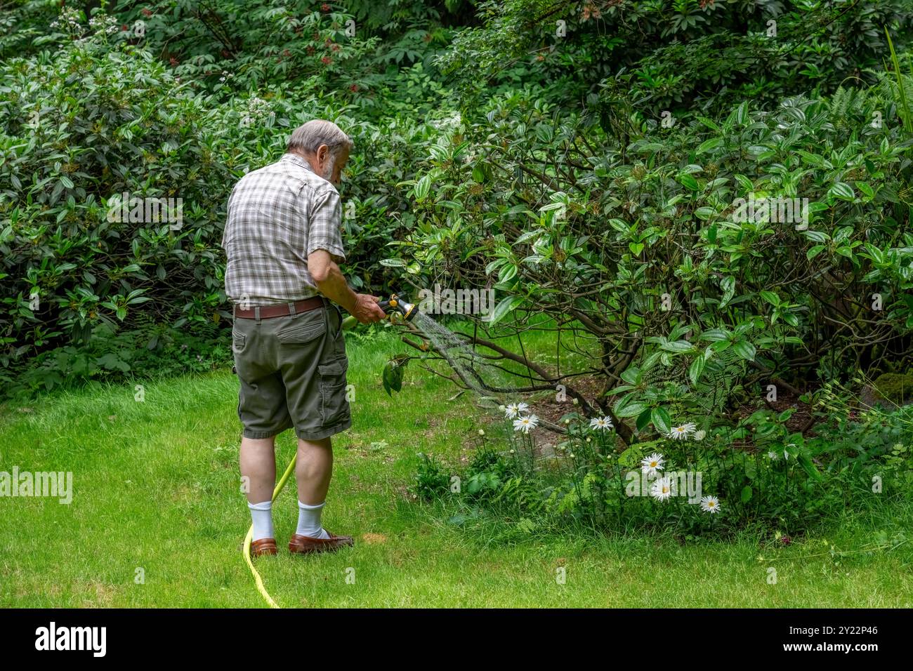 Issaquah, Washington, USA. Mature man watering white daisy flowers and ...