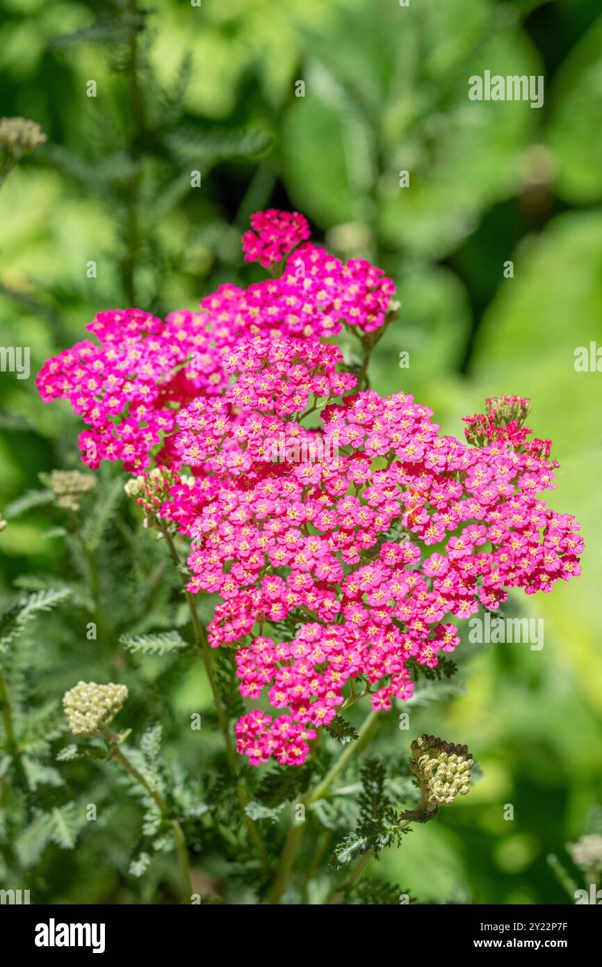 Achillea new vintage rose hi-res stock photography and images - Alamy