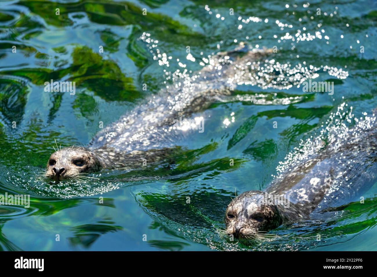 Point Defiance Zoo & Aquarium, Tacoma, Washington, USA. Harbor seal ...