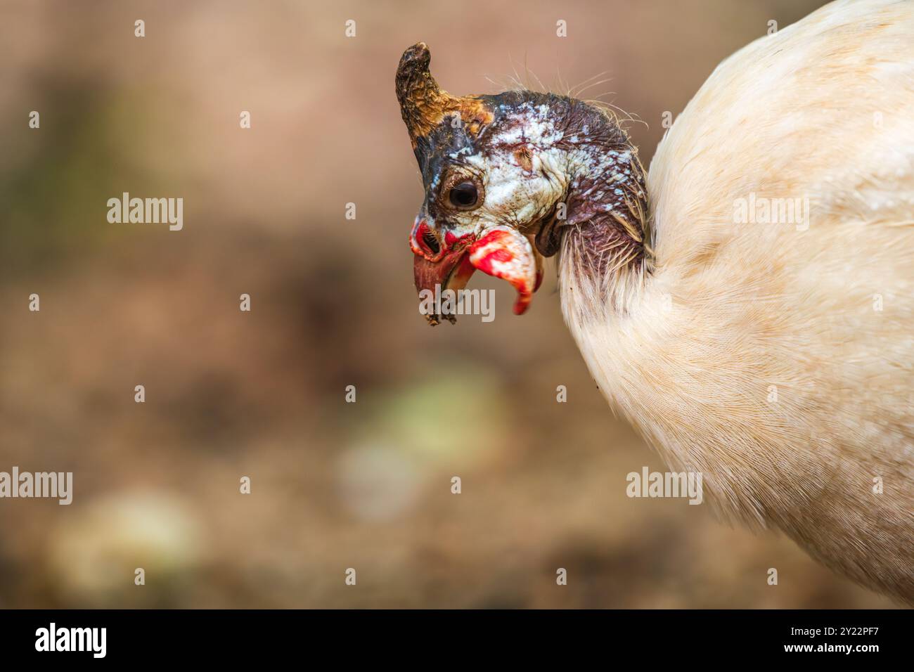 Guinea Fowl's unique head and facial features detailed close-up shot ...