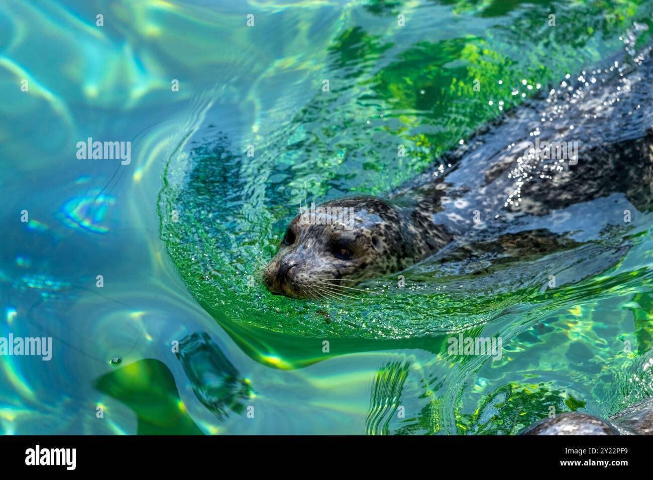 Point Defiance Zoo & Aquarium, Tacoma, Washington, USA. Harbor seal ...