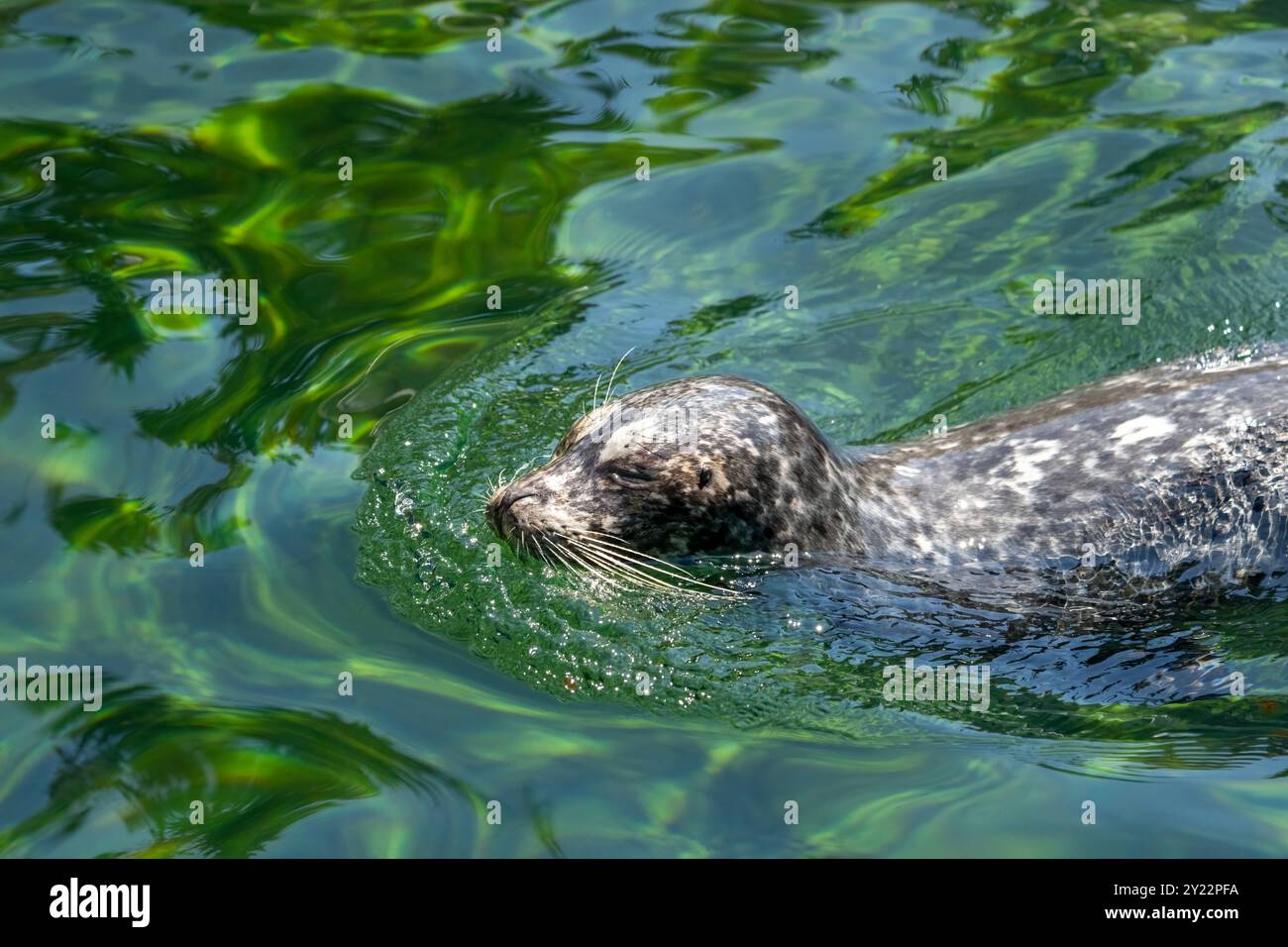 Point Defiance Zoo & Aquarium, Tacoma, Washington, USA. Harbor seal ...