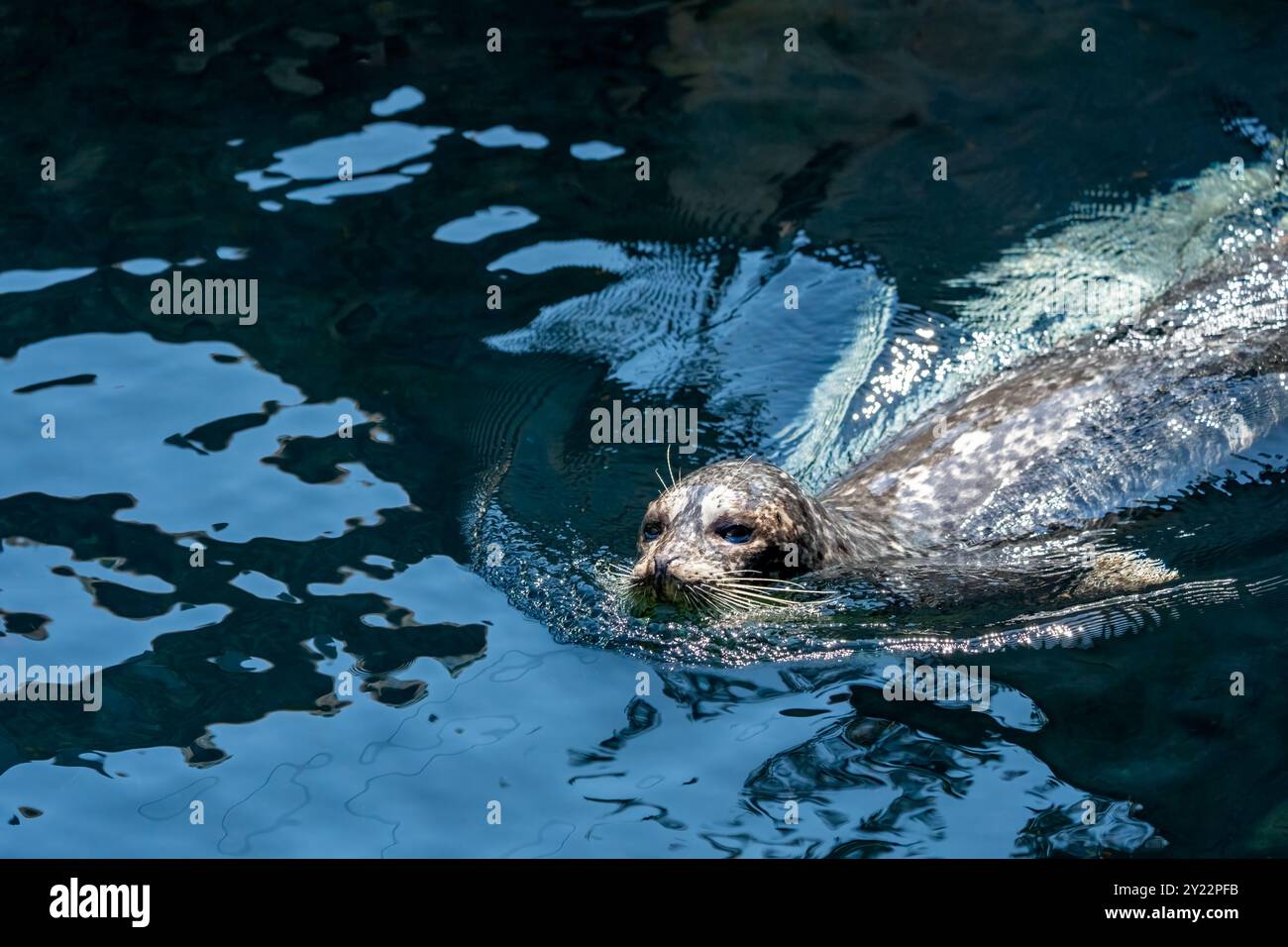 Point Defiance Zoo & Aquarium, Tacoma, Washington, USA. Harbor seal ...