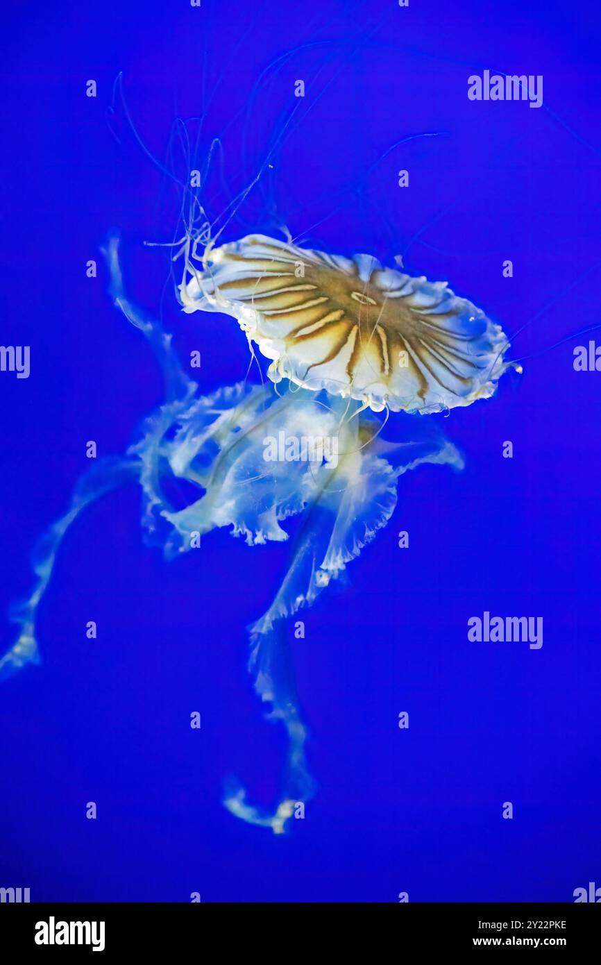 Point Defiance Zoo & Aquarium, Tacoma, Washington. The long, streamer ...