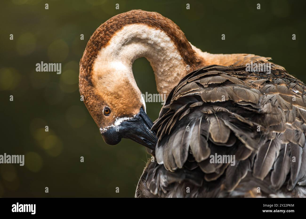 Chinese goose preening feathers with its neck bent in a curve against a ...