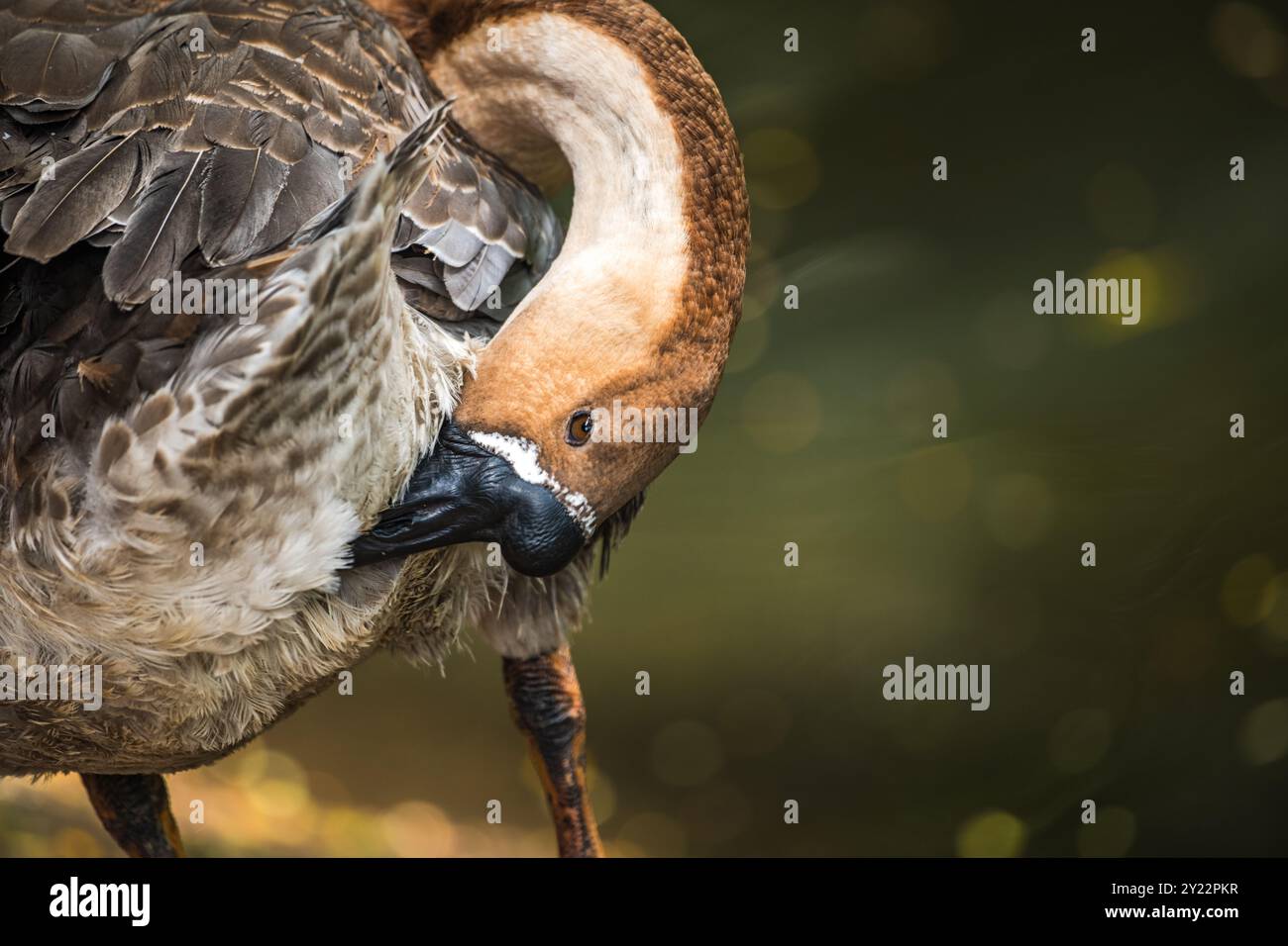 Chinese goose preening feathers with its neck bent in a curve against a ...